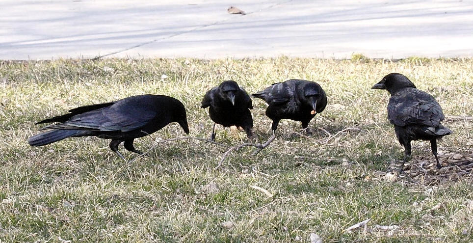 Grant Park Crows Post - Goldbird VariationsGoldbird Variations