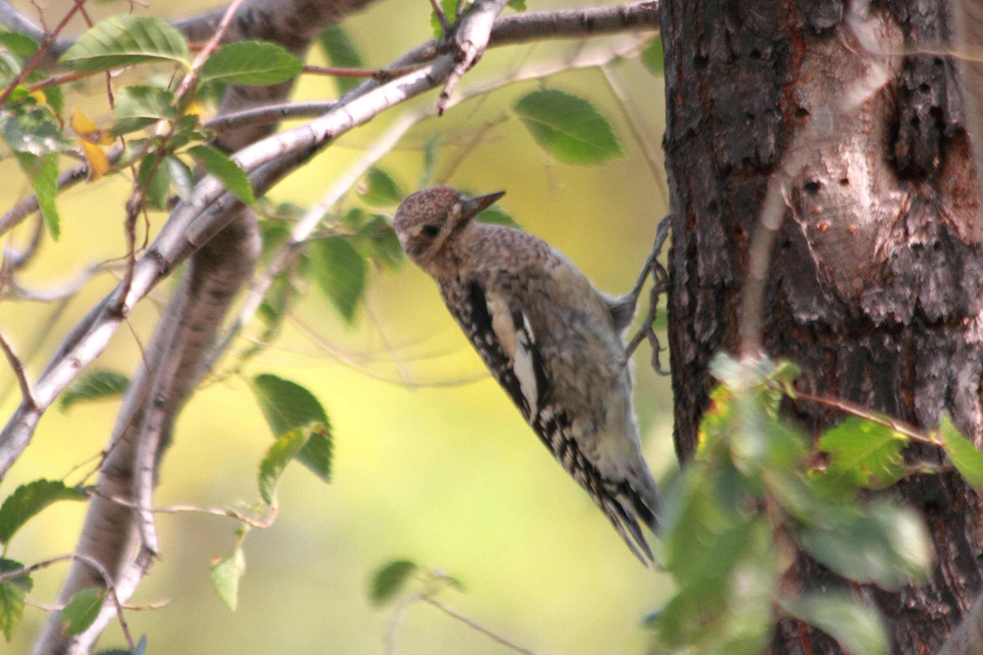 Follow the Sap...suckers - Goldbird VariationsGoldbird Variations