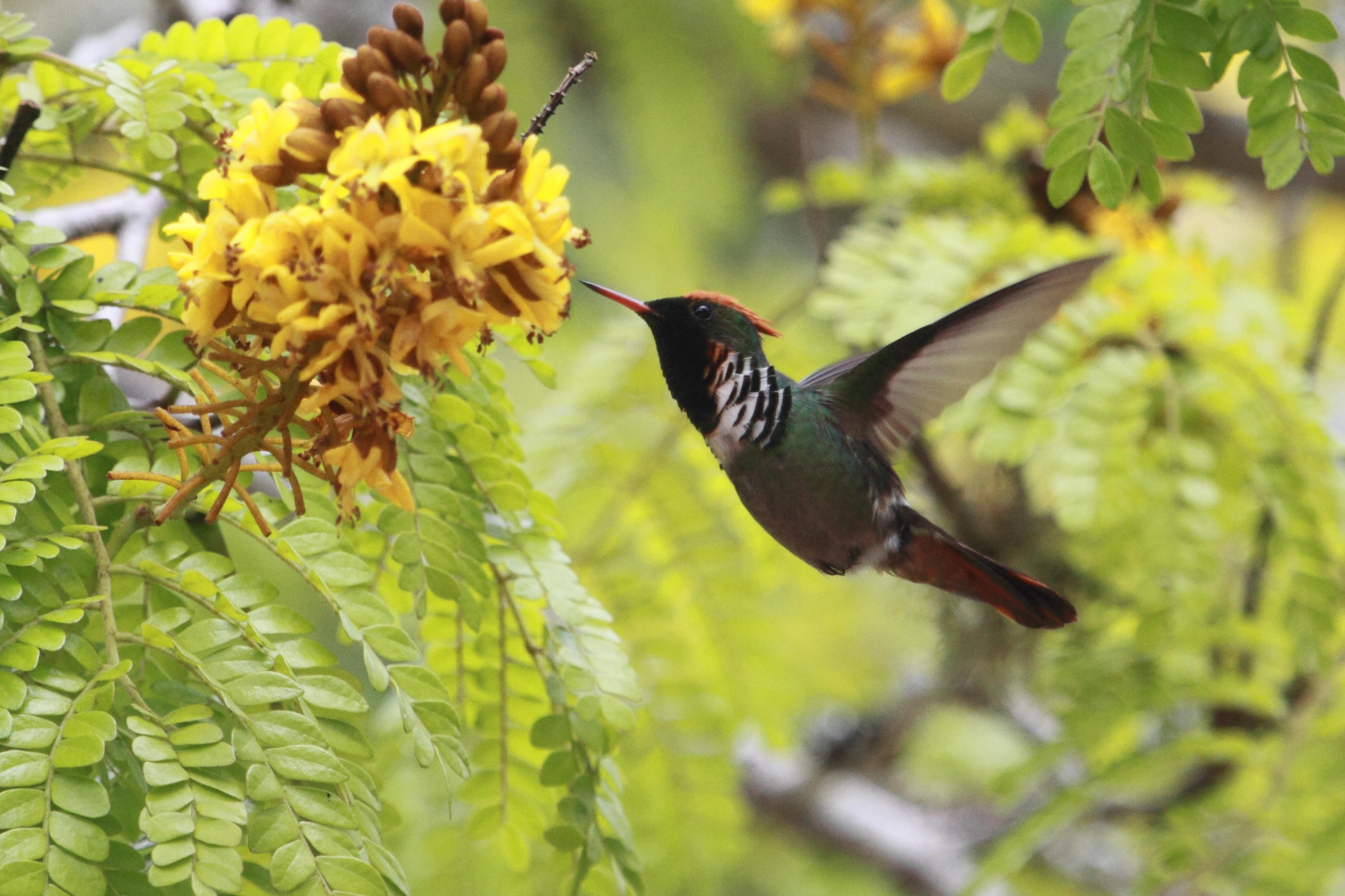The Land of Frilled Coquettes | Goldbird Variations
