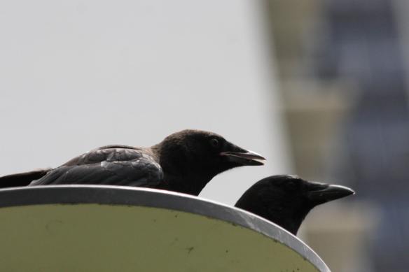 Crow Post - Spring 2013 - Goldbird VariationsGoldbird Variations