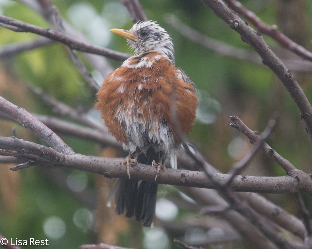 Visit from a Leucistic Robin - Goldbird VariationsGoldbird Variations