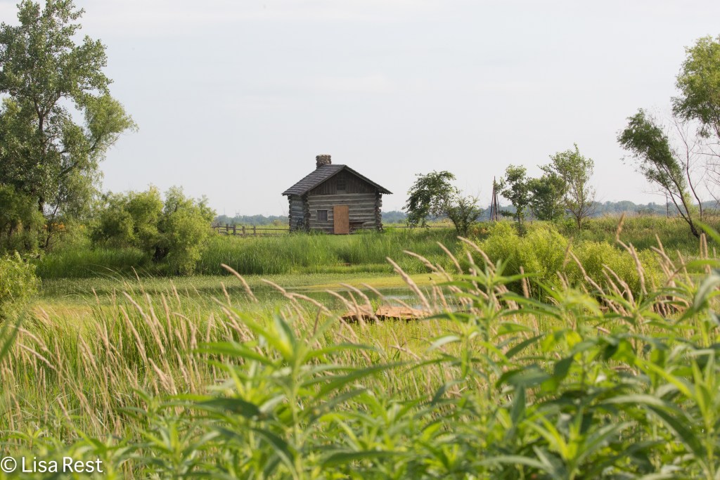 Goose Lake Prairie | Goldbird Variations
