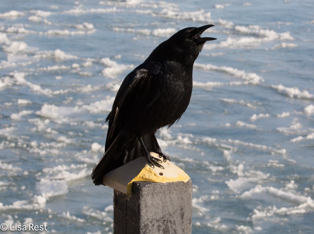 The Lakefront and Crows - At Last! - Goldbird VariationsGoldbird Variations