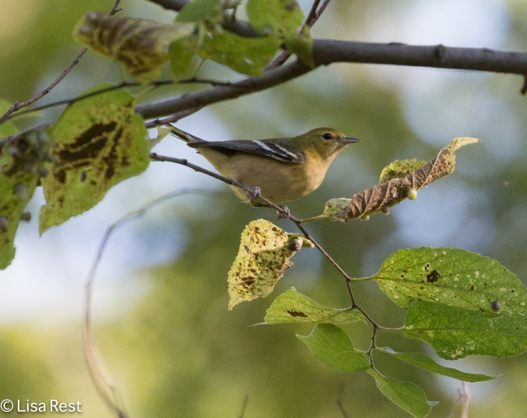 Fall Warblers - Getting Ready for Spring - Goldbird VariationsGoldbird ...