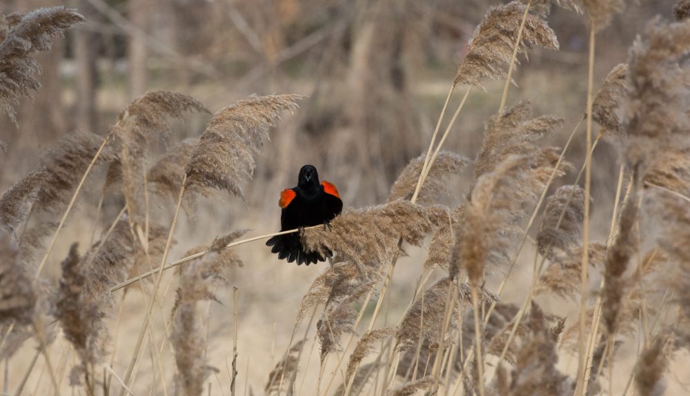 Crows Archives - Goldbird VariationsGoldbird Variations