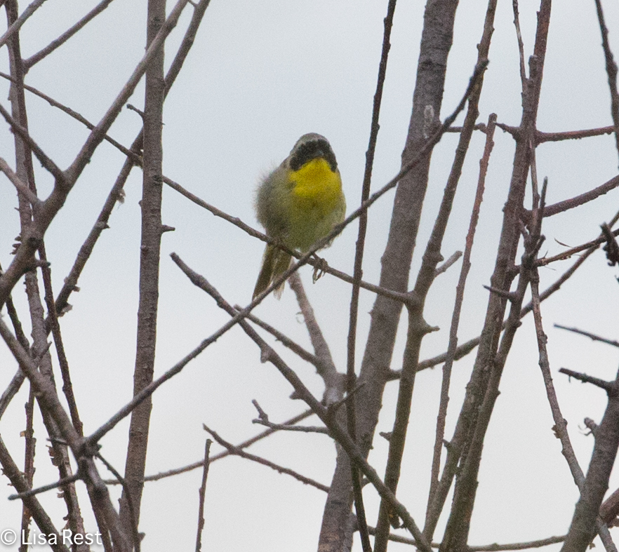 A Visit to Goose Lake Prairie – Part I | Goldbird Variations