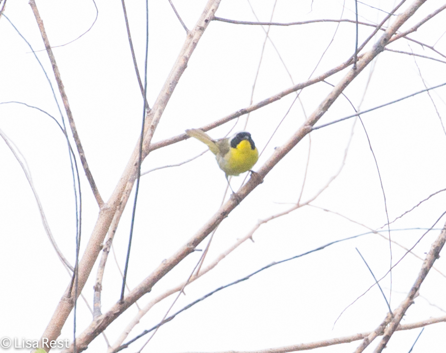 A Visit to Goose Lake Prairie – Part I | Goldbird Variations